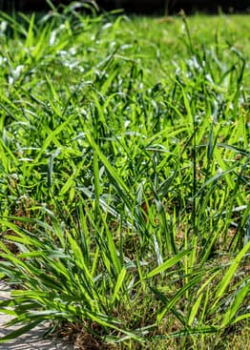 Complete Guide to Identifying Grassy Weeds - Green Group